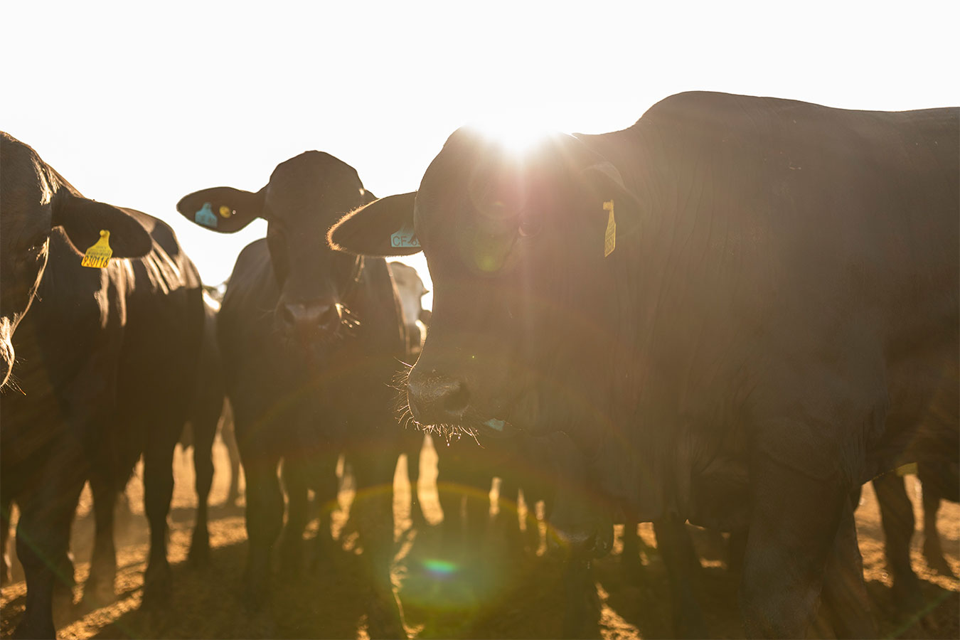 Selo Angus de Sustentabilidade - Mesa Brasileira da Pecuária Sustentável